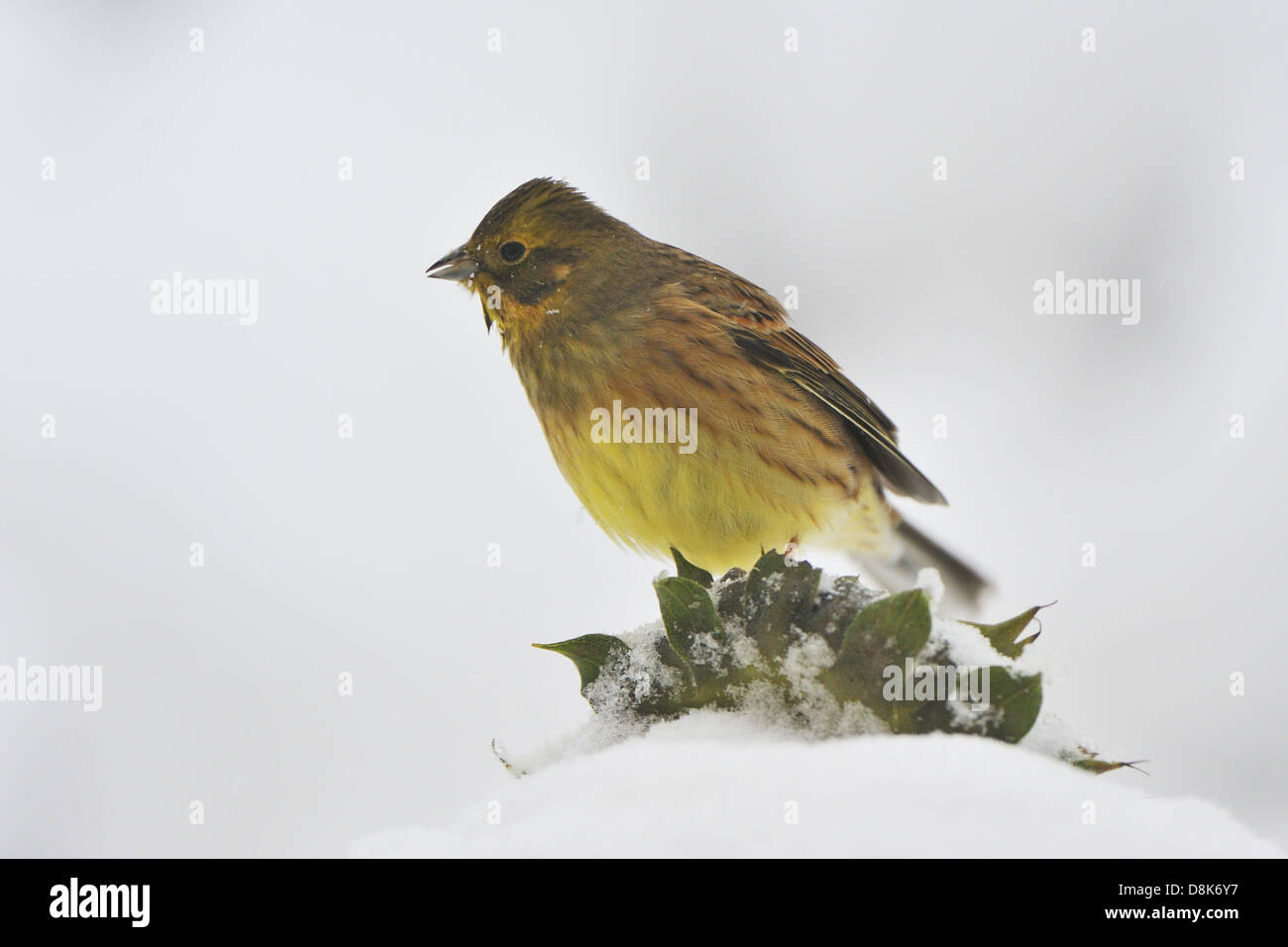 Yellowhammer female hi-res stock photography and images - Alamy