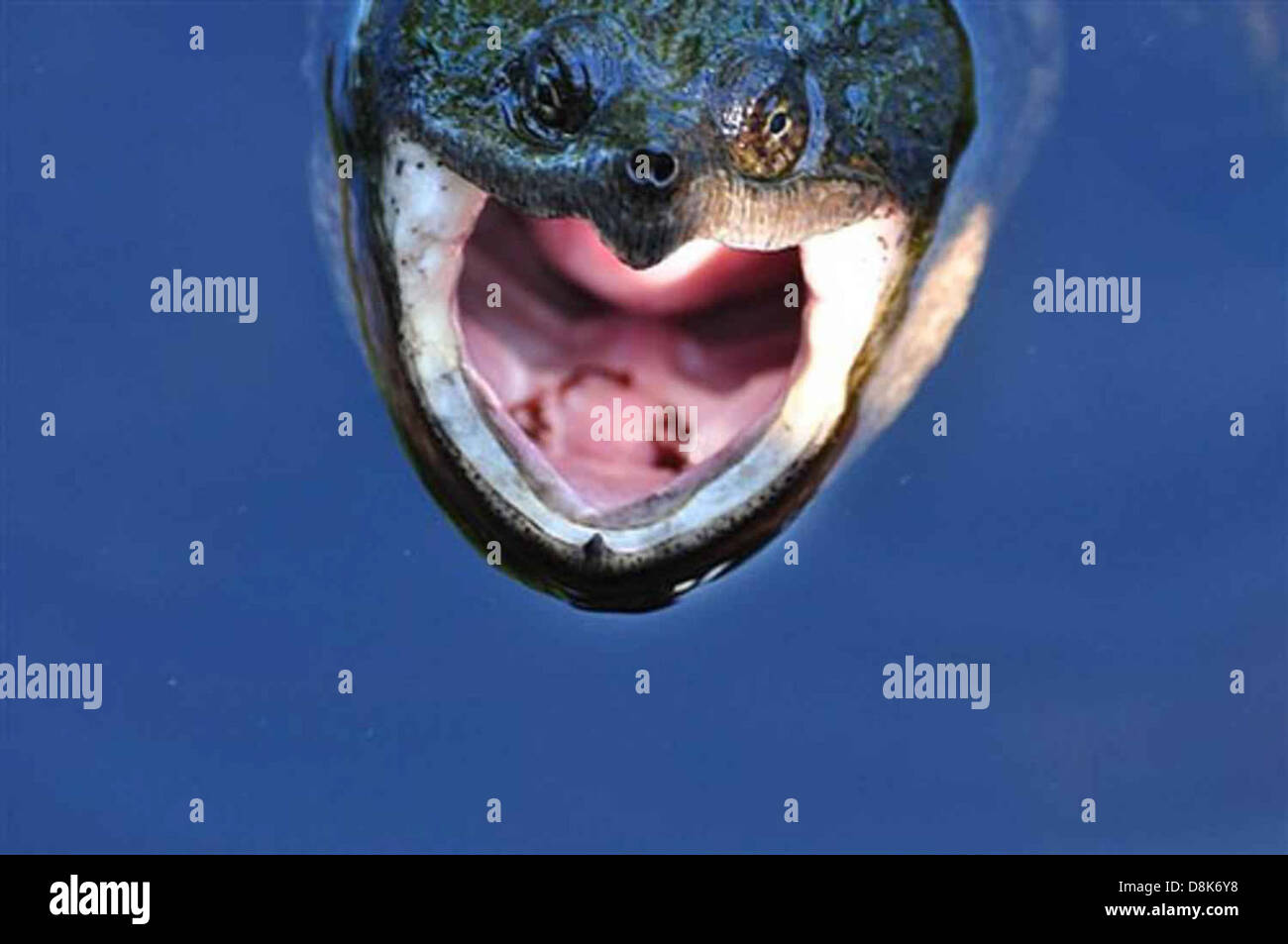 Snapping turtle mouth open hi-res stock photography and images - Alamy