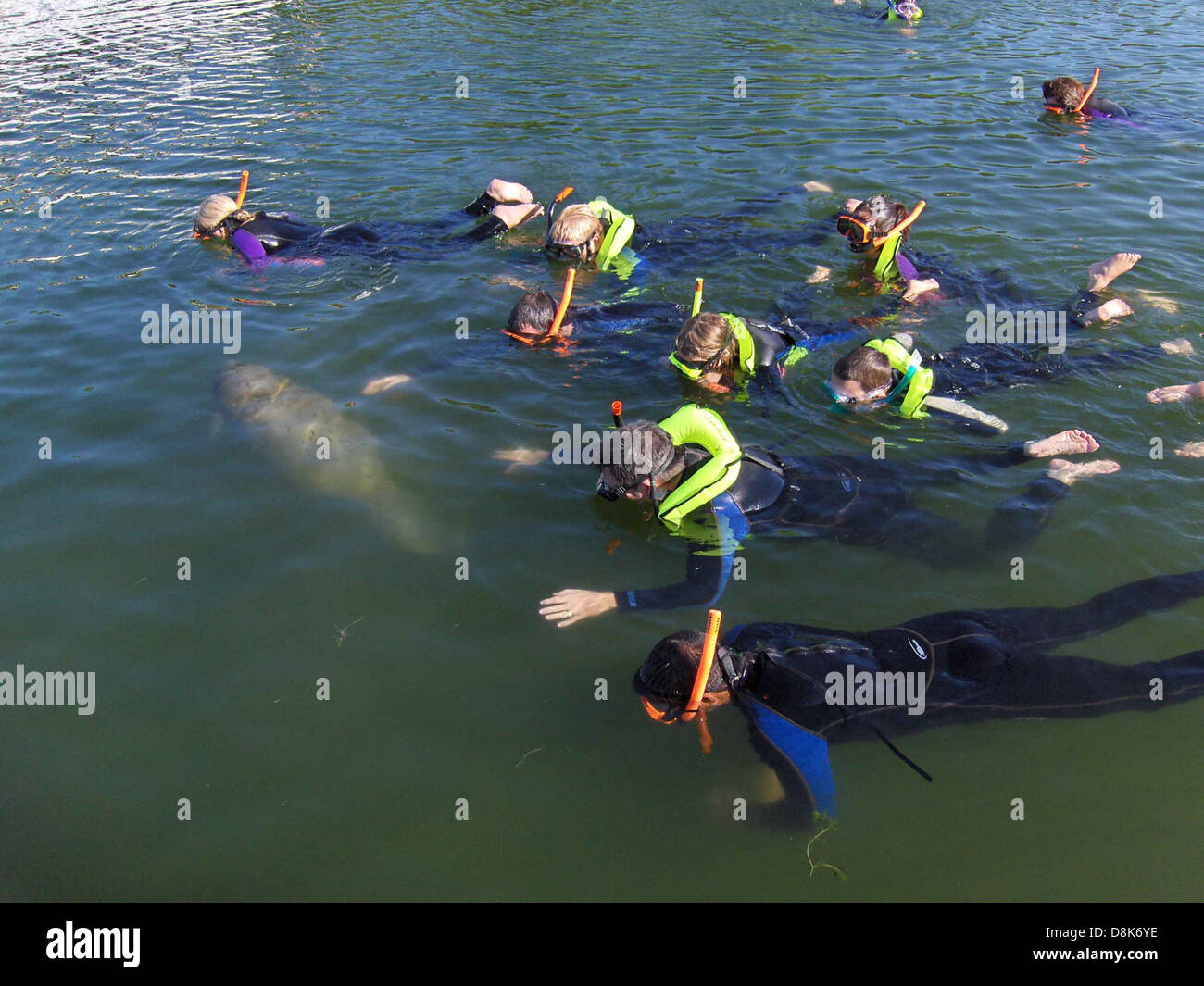 Snorkelers swim with manatee Stock Photo - Alamy