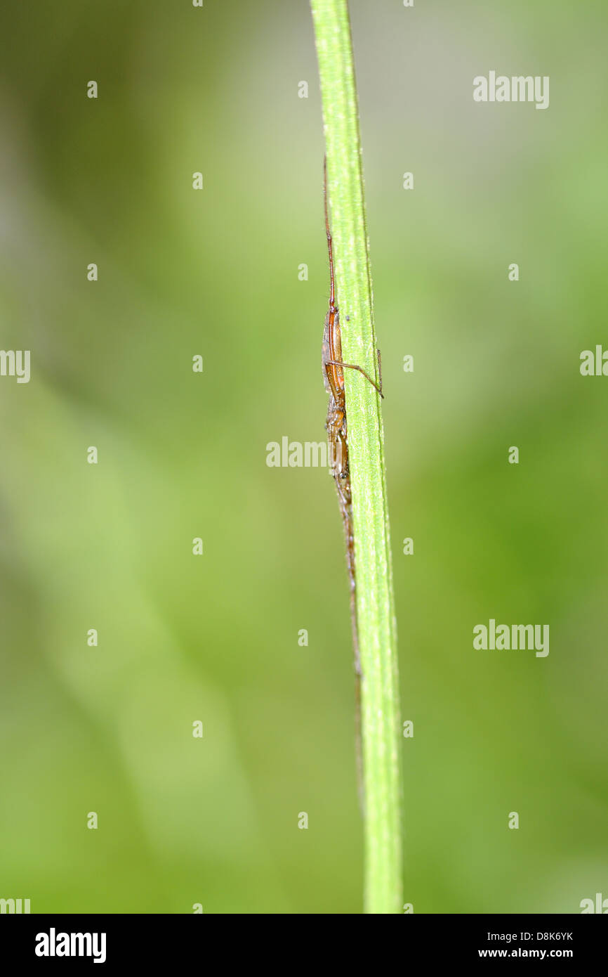 Tetragnatha extensa hi-res stock photography and images - Alamy