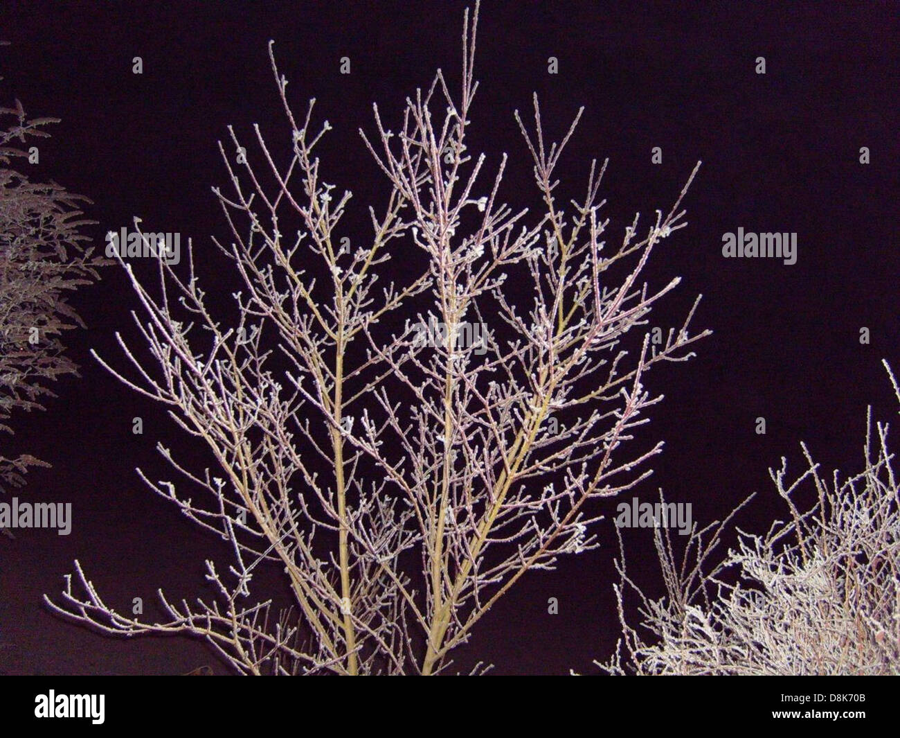 A bush covered in snow, appearing frozen in a winter landscape. The ...