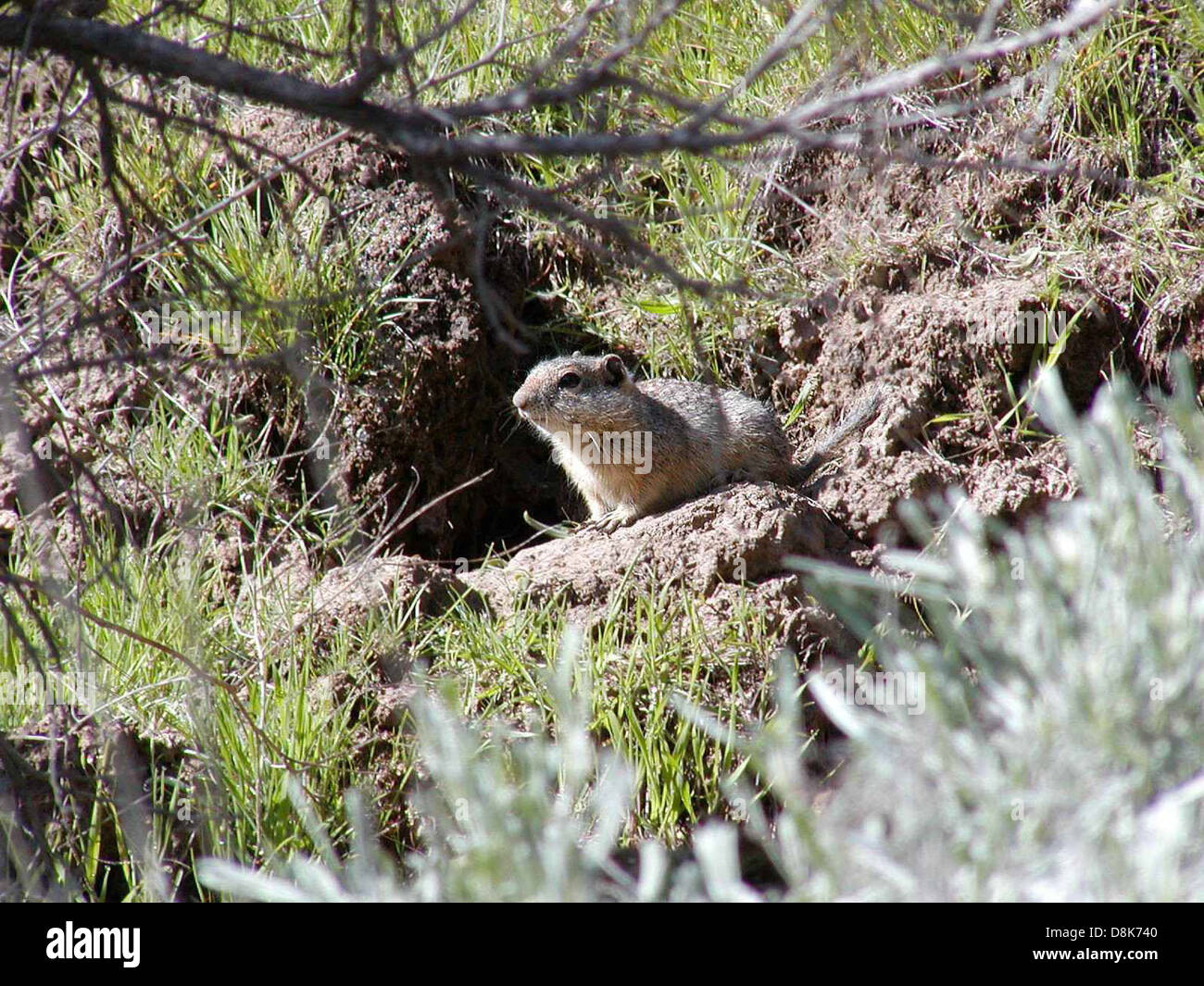 A Southern Idaho ground squirrel is seen near its burrow in its native ...
