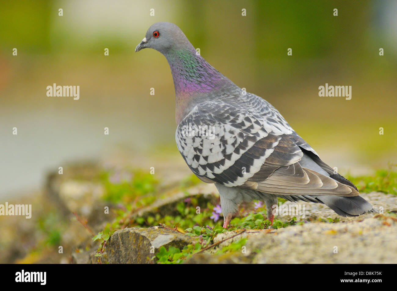 Rock dove hi-res stock photography and images - Alamy