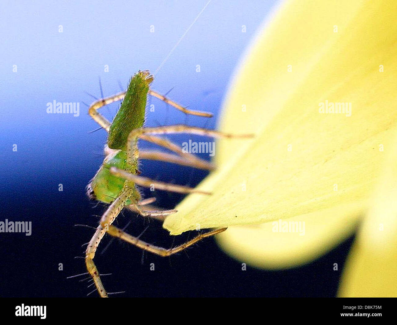 Spiders eight legs hi-res stock photography and images - Alamy