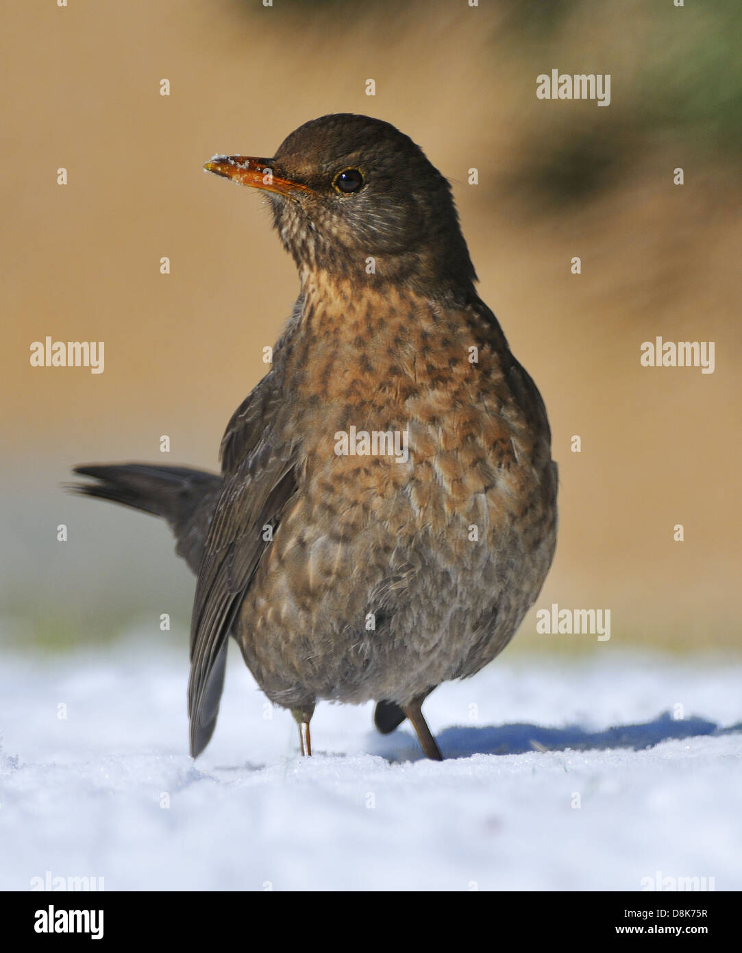 Blackbird females hi-res stock photography and images - Alamy