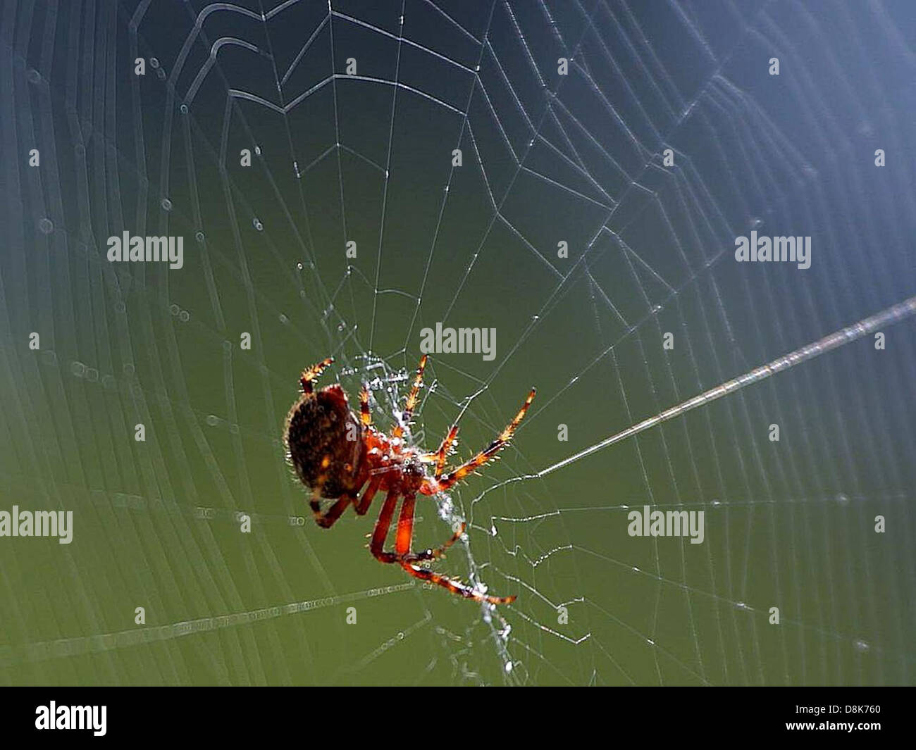 A close-up of a spider spinning its web, with delicate threads woven ...