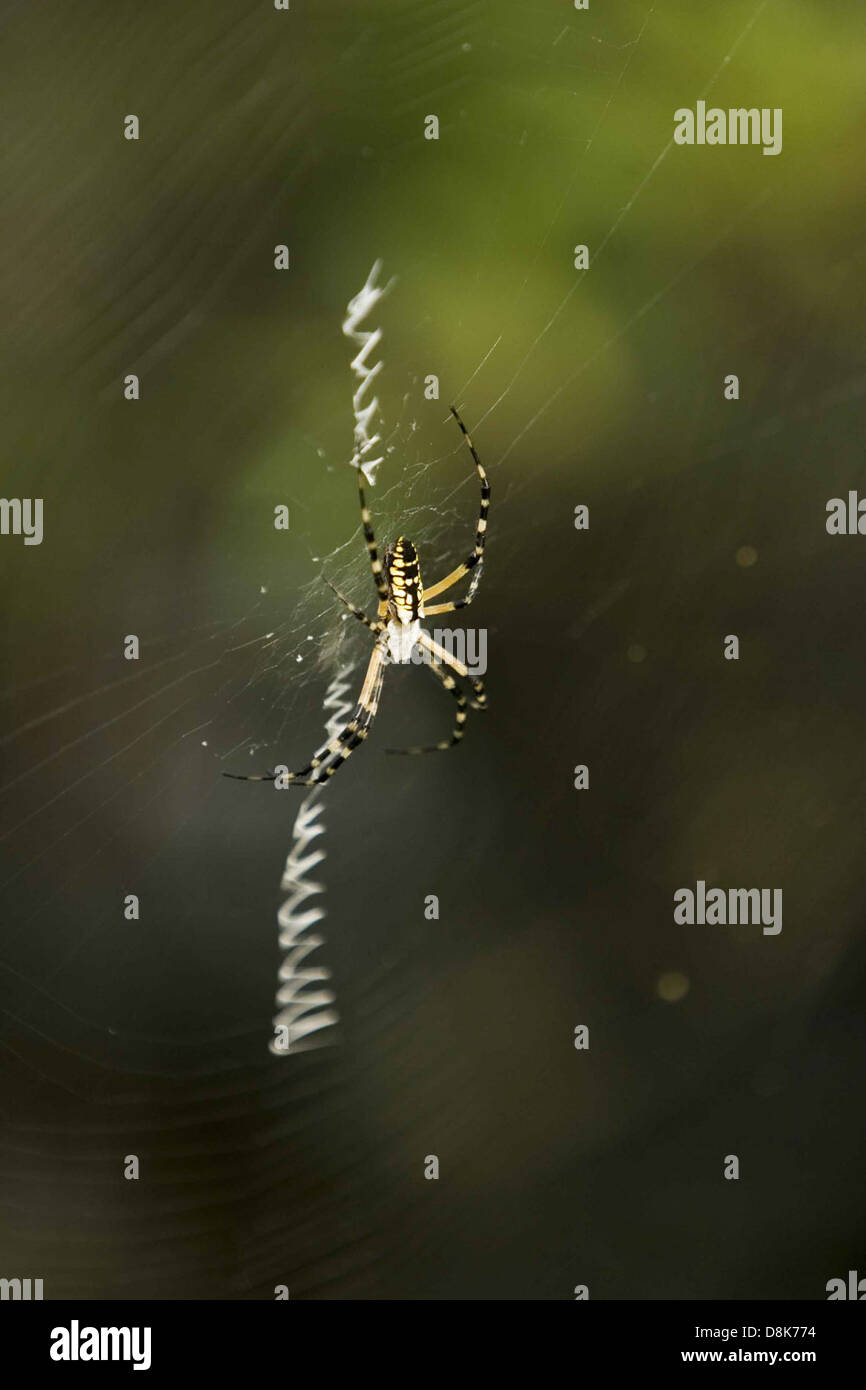 Showcasing delicate strands hi-res stock photography and images - Alamy