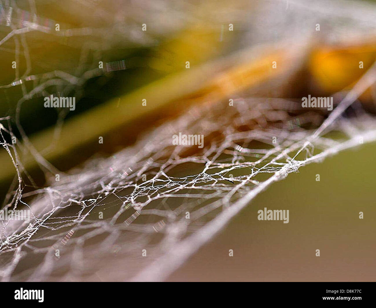 Intricate patterns of various insects hi-res stock photography and ...