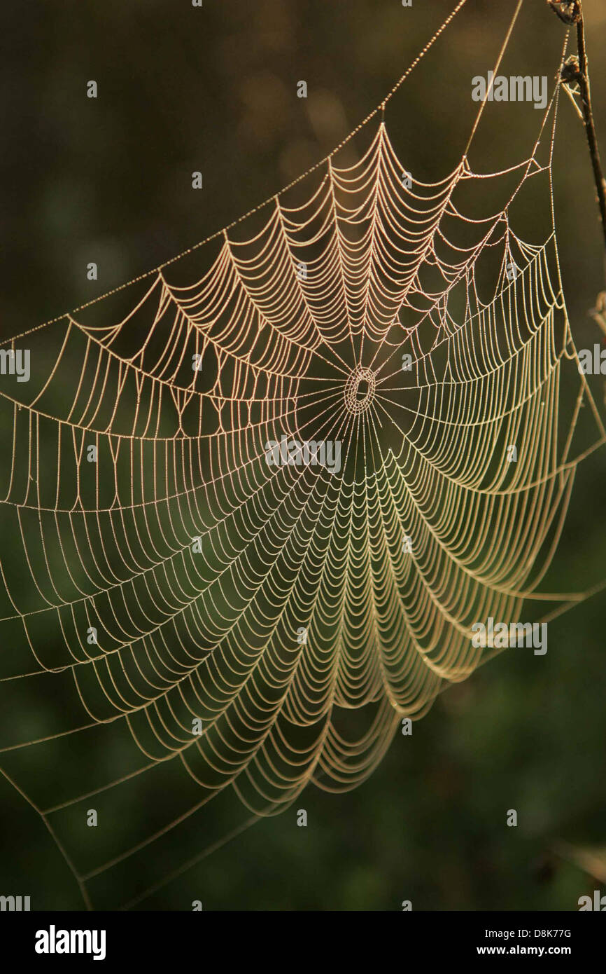 A spider web, covered in droplets of water, is captured in the early ...