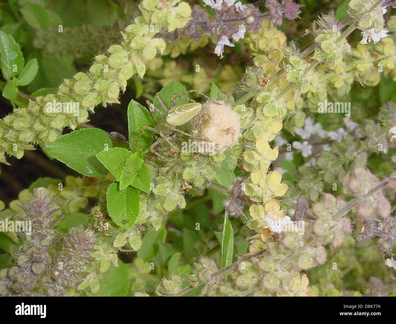 A spider rests on a purple basil plant, with an egg sac attached nearby ...