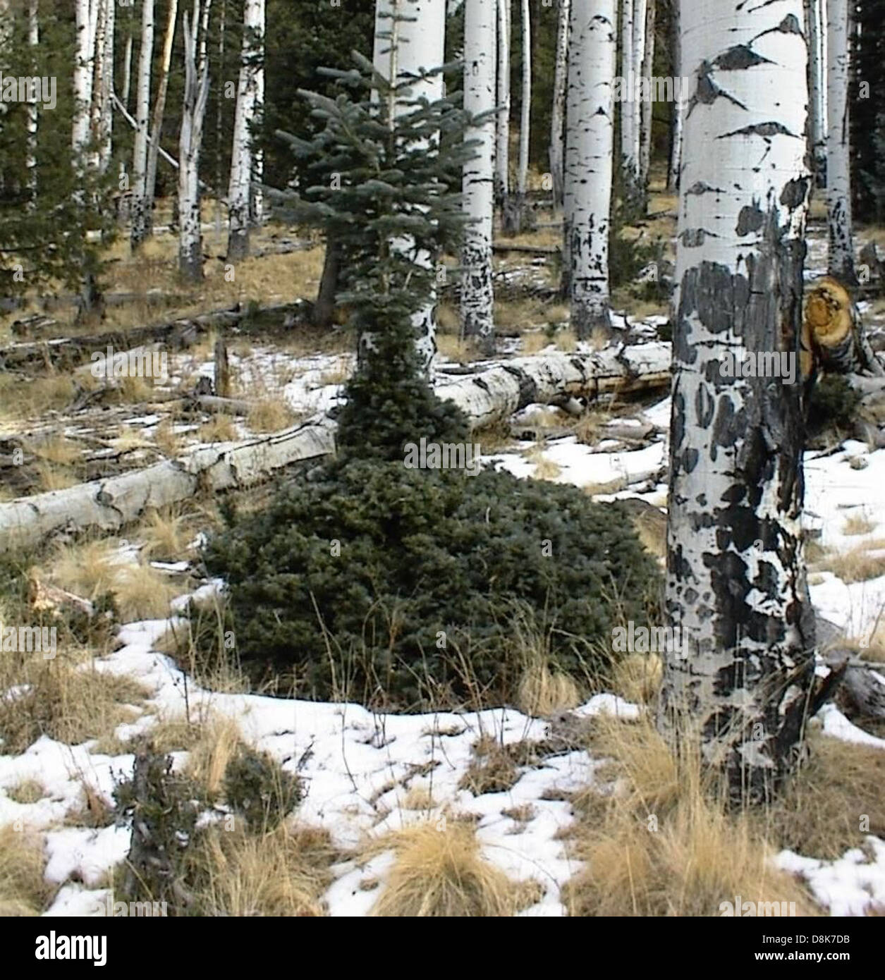 A spruce tree is shown, with denser foliage at the top and a bush-like ...