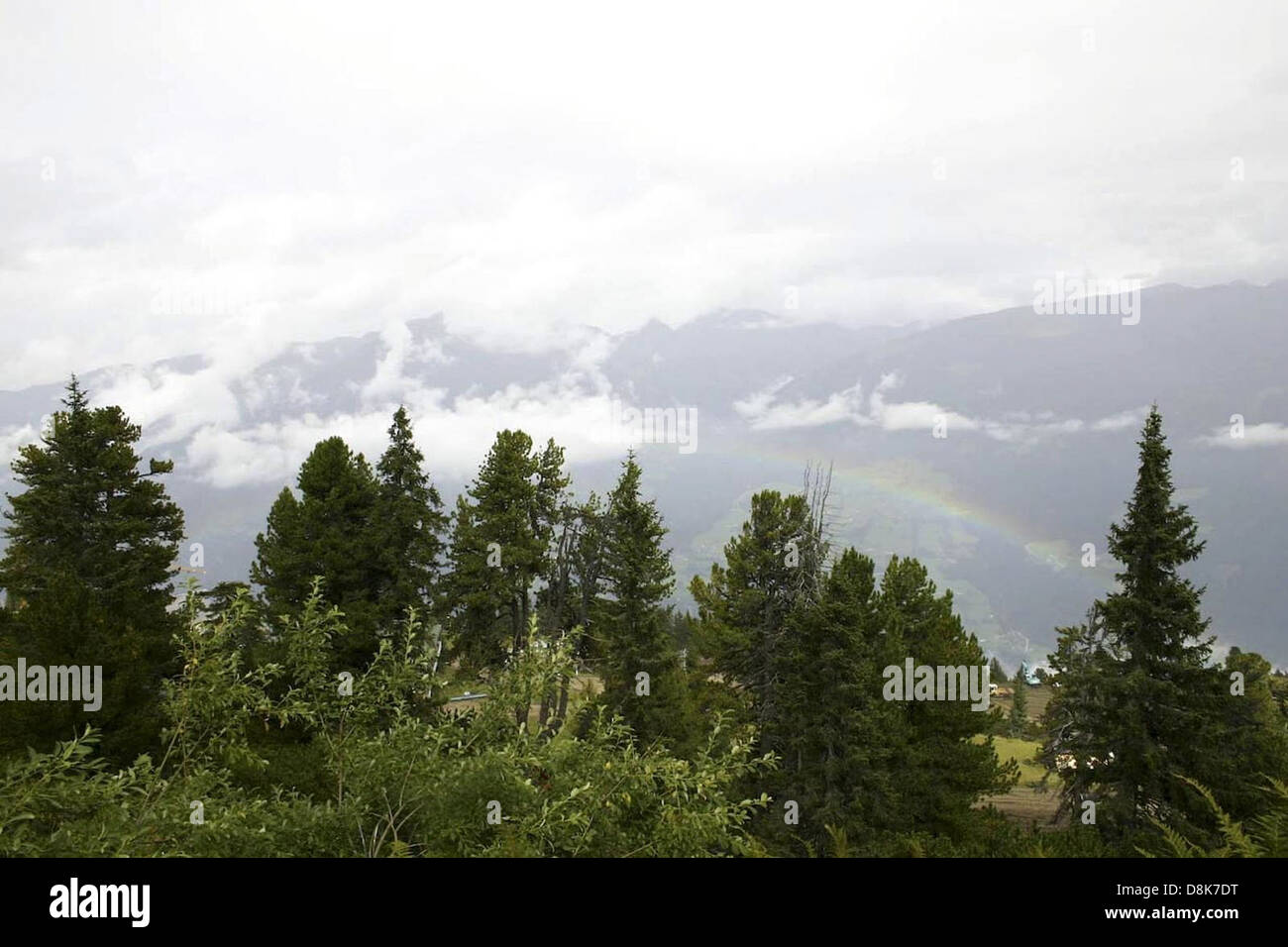 A tall spruce tree stands amidst the mountainous landscape, with its ...