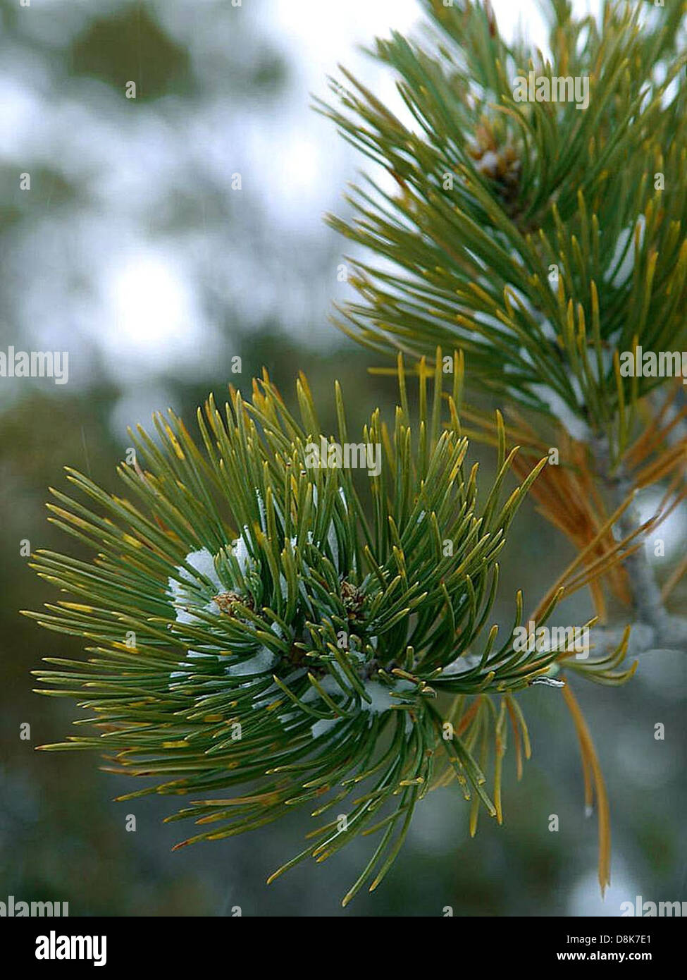 Leaves are needle like hi-res stock photography and images - Alamy