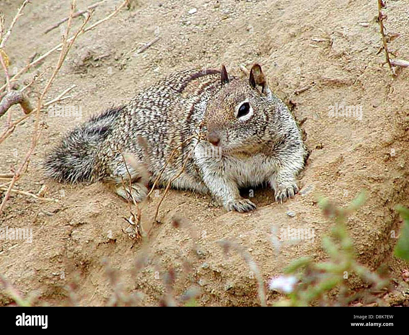 Squirrel in dirt sand Stock Photo - Alamy