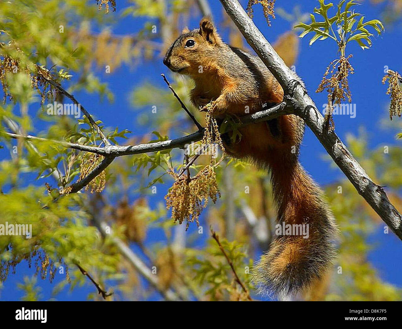 Squirrel in trees Stock Photo - Alamy
