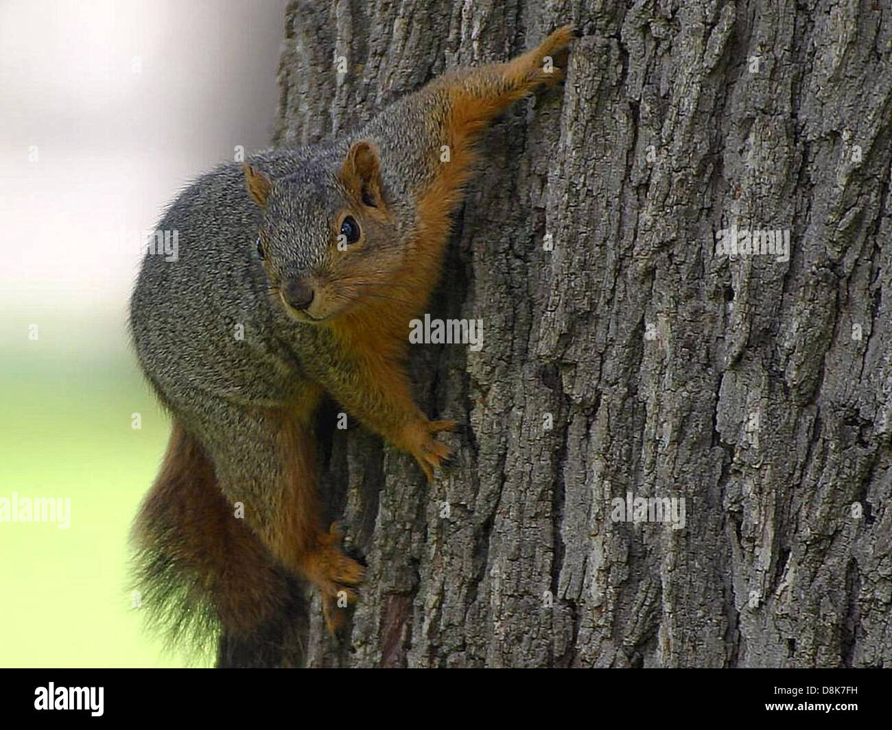 A squirrel perches on a tree branch, with its bushy tail curled and ...