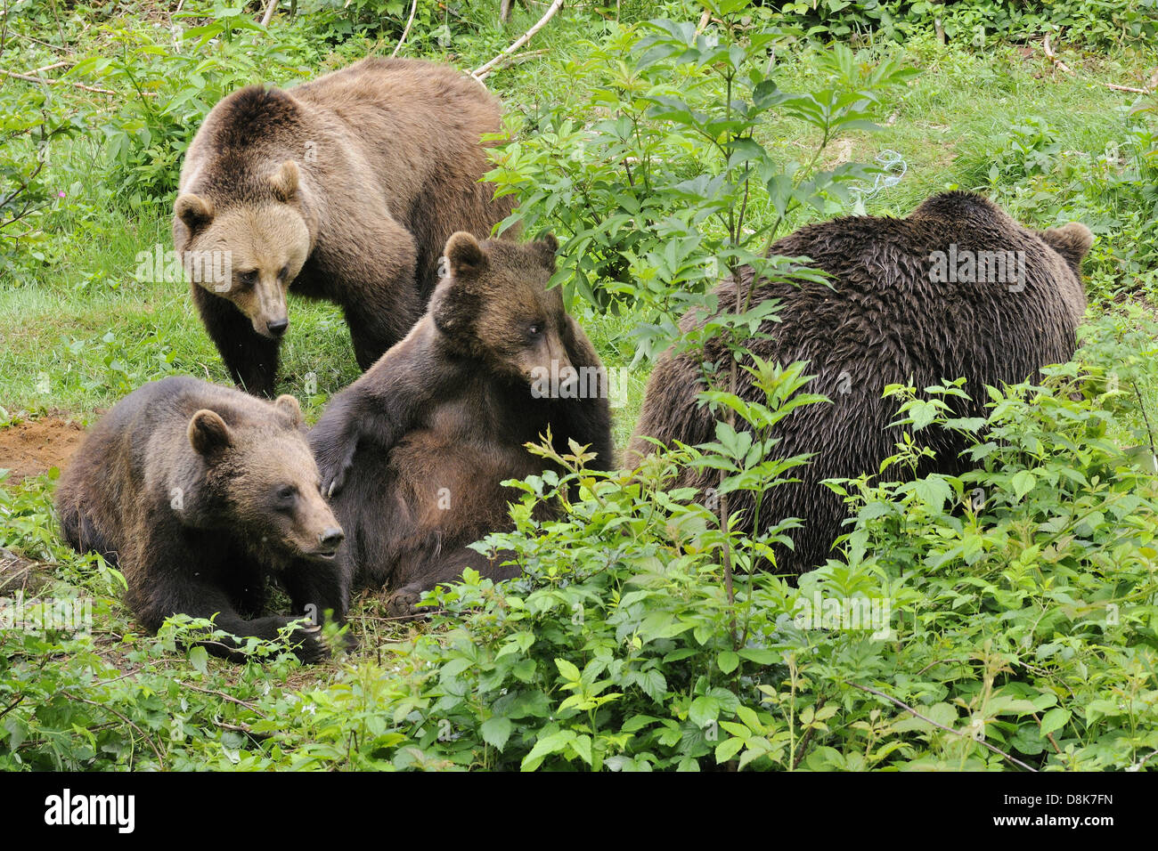 European brown baer Stock Photo - Alamy