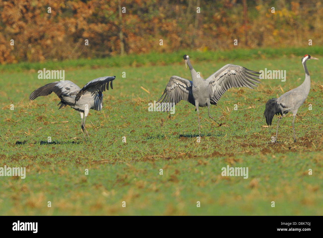 Crane marsh hi-res stock photography and images - Alamy