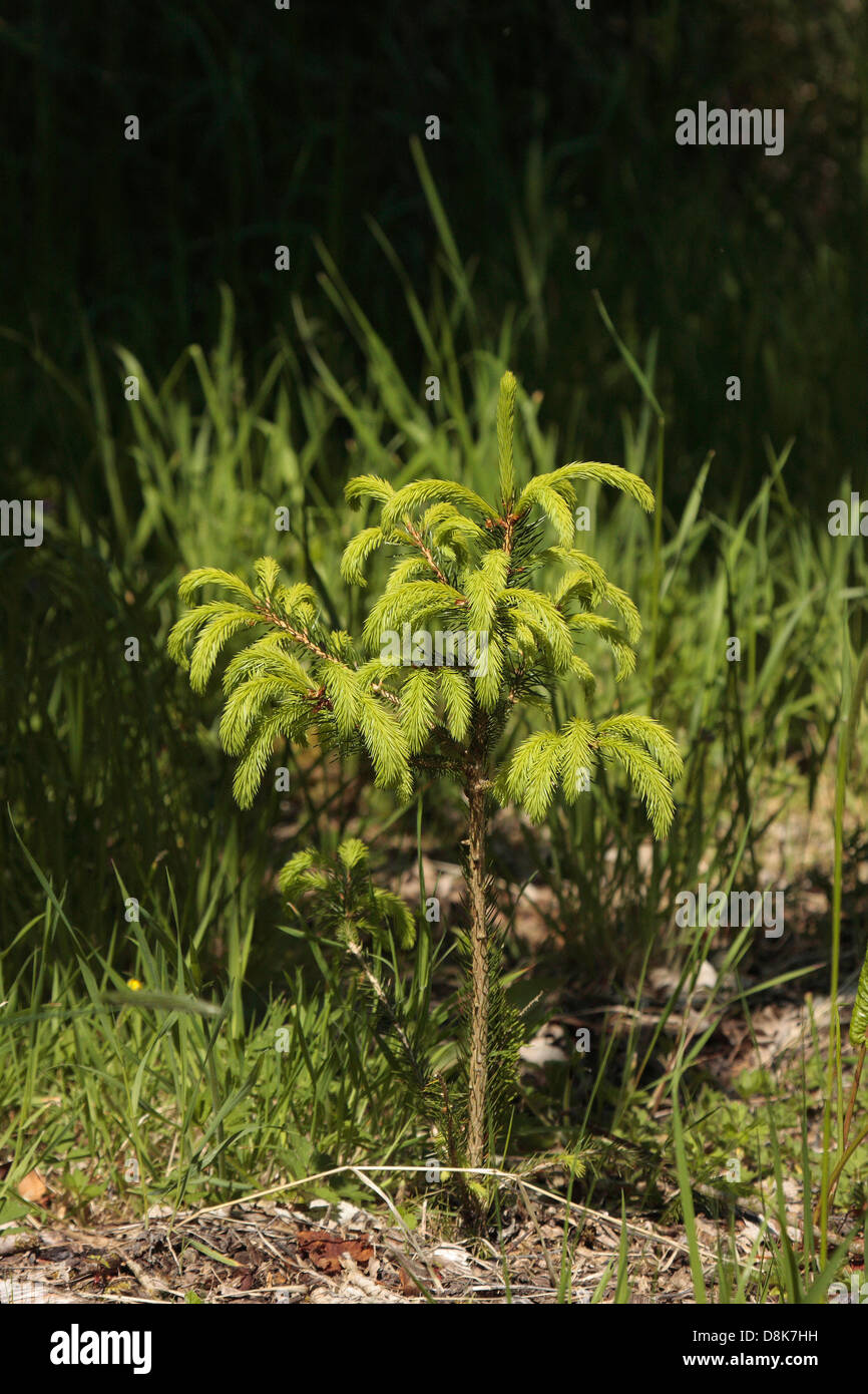 Coniferous sapling hi-res stock photography and images - Alamy