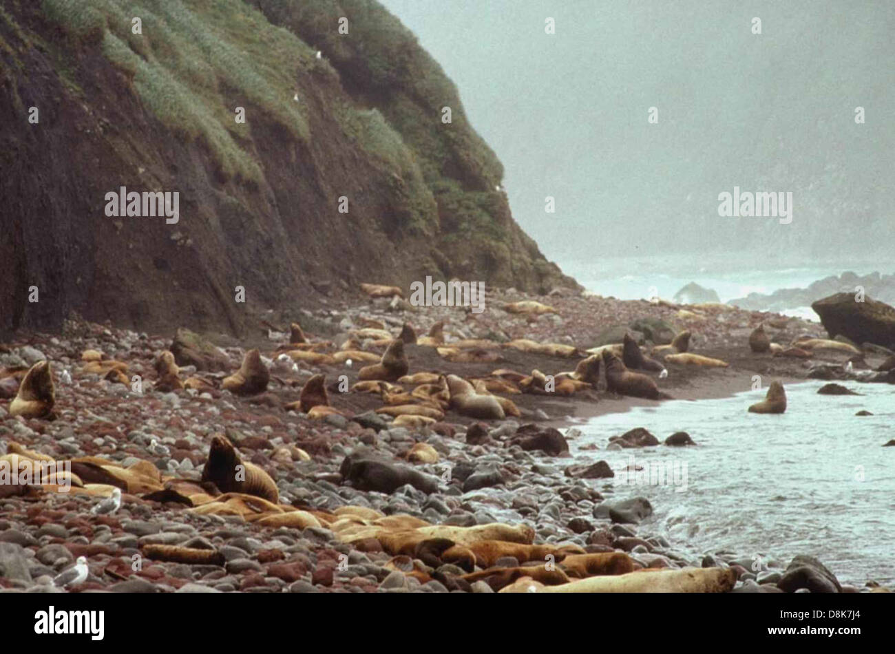 Steller sea lions, large marine mammals, are shown resting on rocks or ...