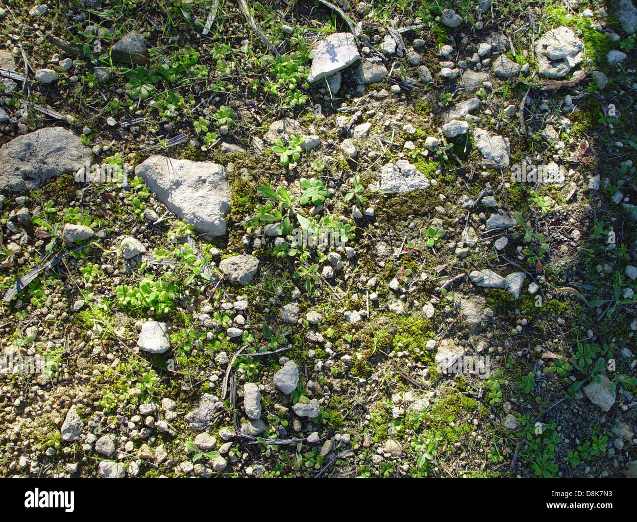 A close-up image of stones covered with lichen and small plants ...