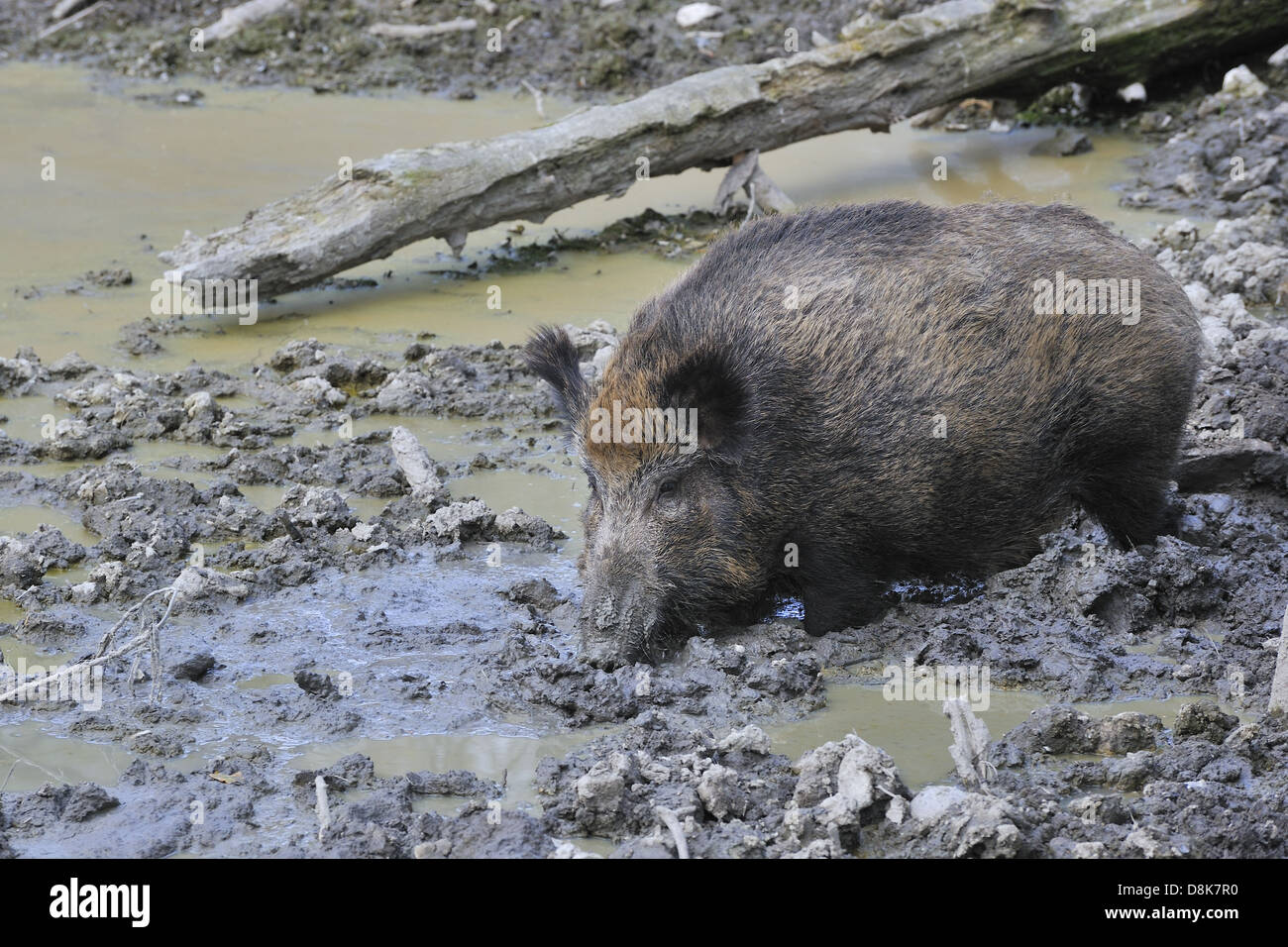 Sanglier wildschwein wild boar sus hi-res stock photography and images ...