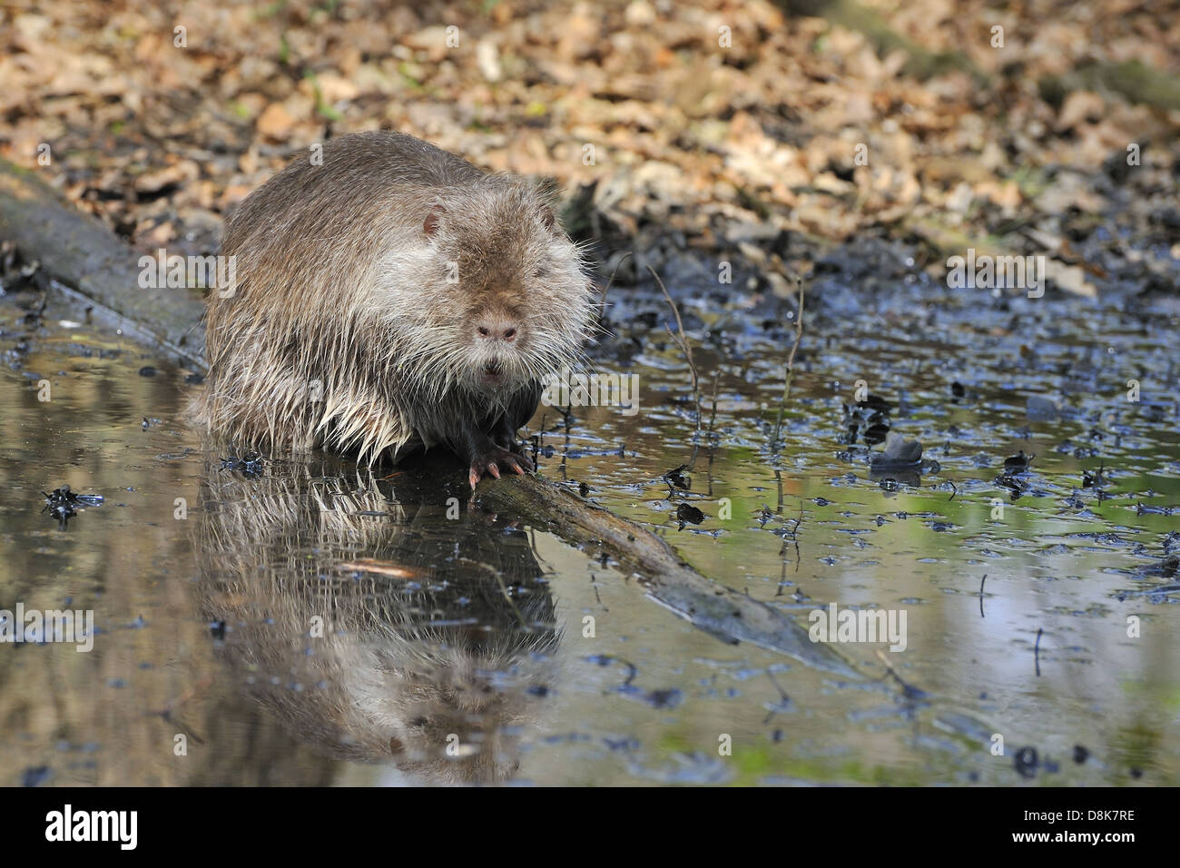 Coypu hi-res stock photography and images - Alamy