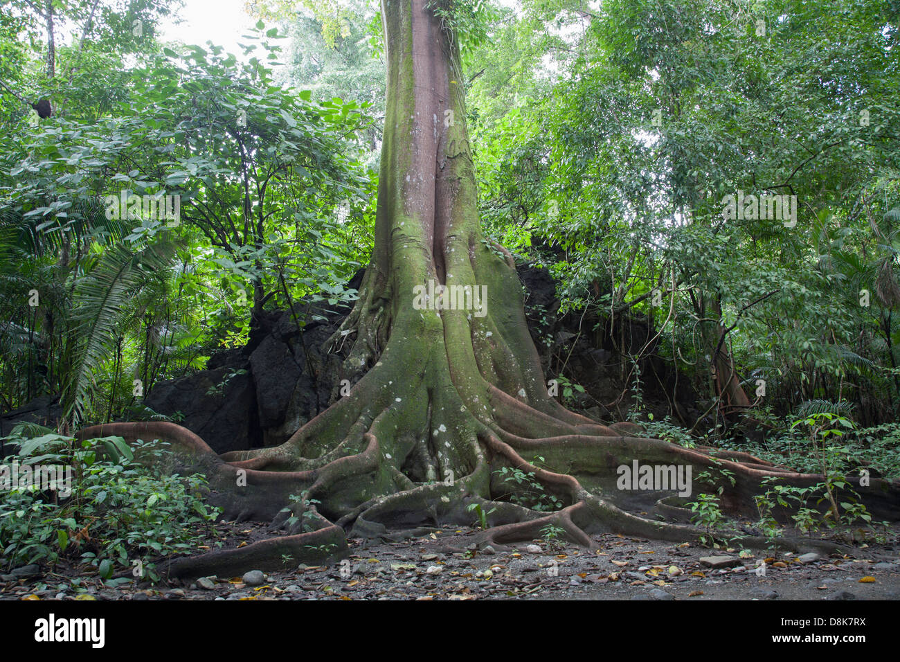 Buttress Roots, Fig Tree, Corcovado National Park, Costa Rica Stock ...