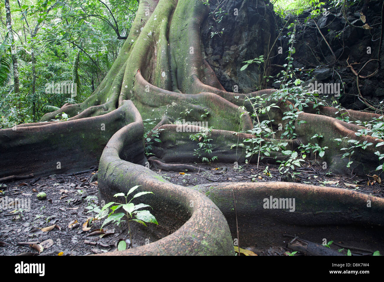 Buttress Roots, Fig Tree, Corcovado National Park, Costa Rica Stock ...