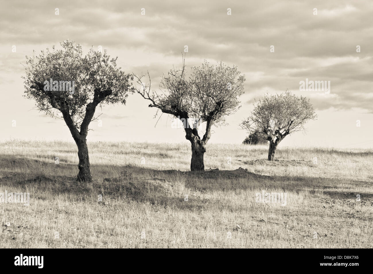 Three olive trees in Monaraz. Alentejo, Portugal Stock Photo - Alamy