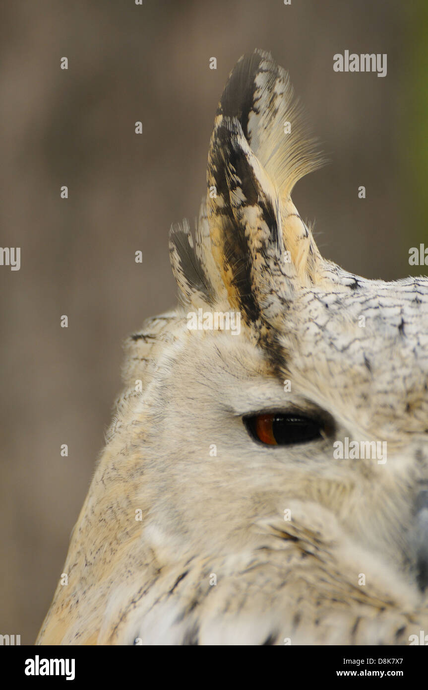 Bubo bubo sibiricus Stock Photo - Alamy