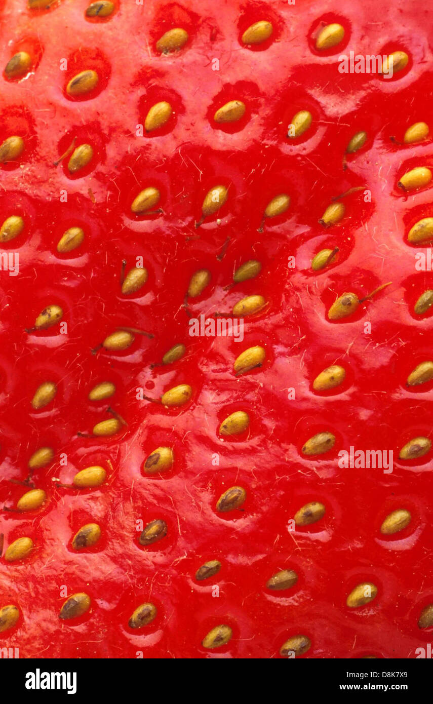 A close-up of a ripe strawberry, showing its bright red color, seeds ...