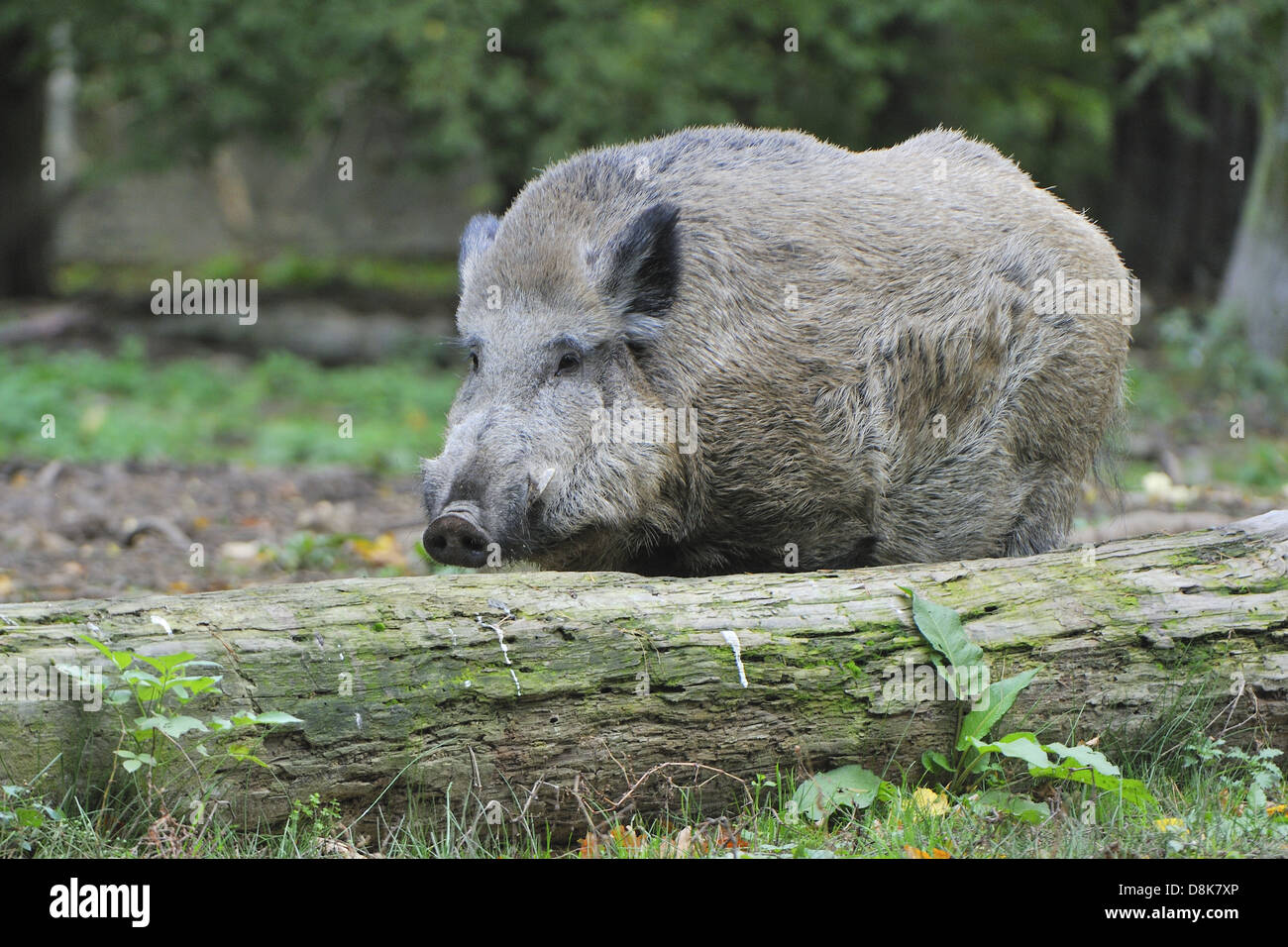 Muddy boar hi-res stock photography and images - Alamy
