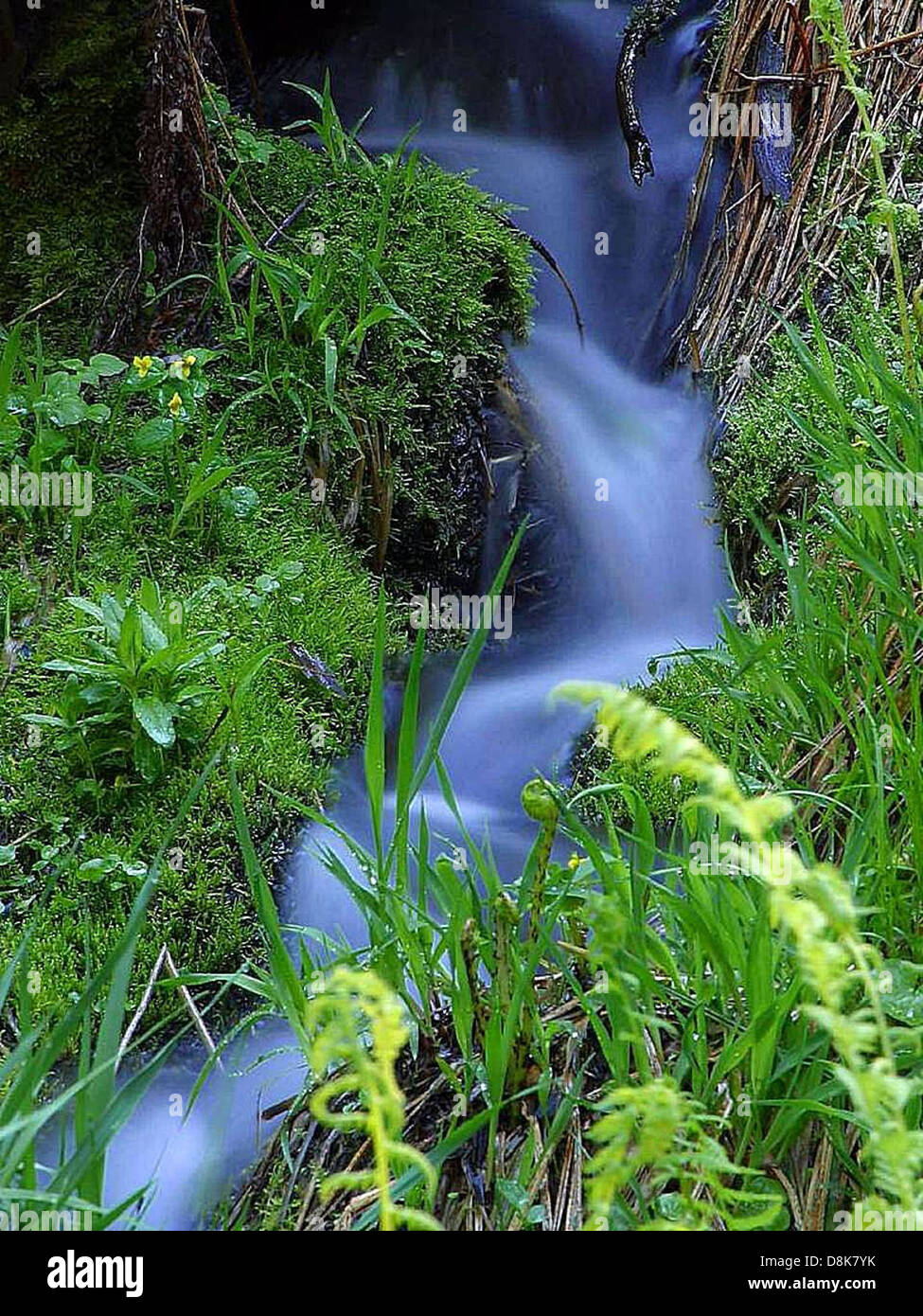 A gentle stream flows through a lush meadow, with moss-covered rocks ...