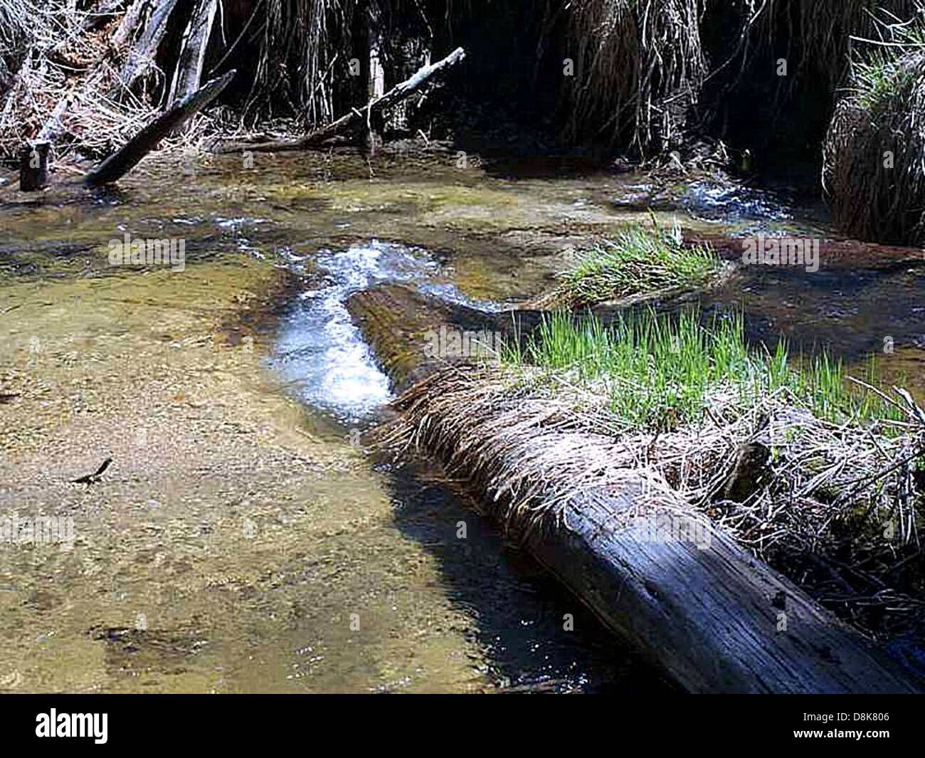 Logs flowing in a stream along riverbanks, likely carried by water ...