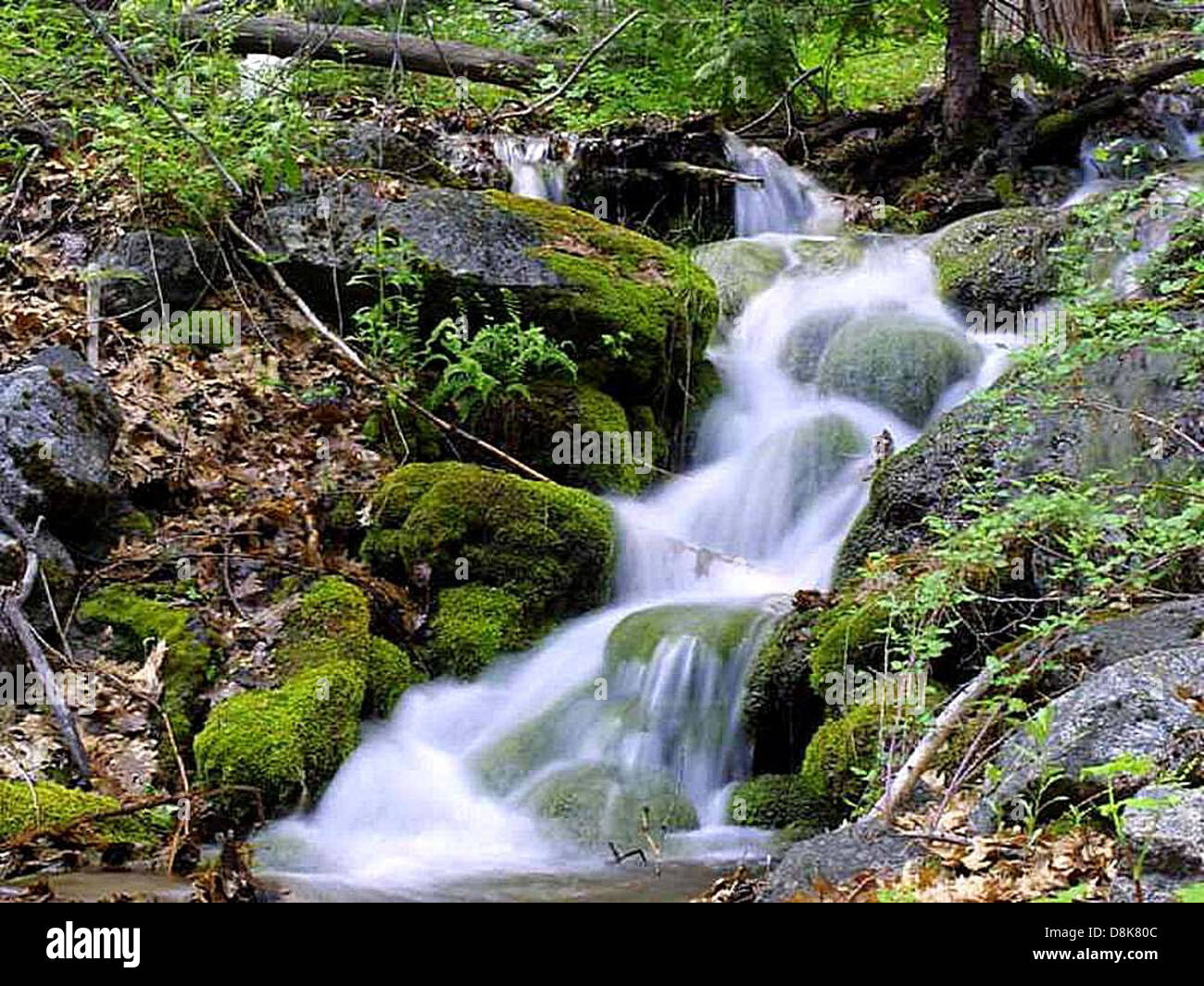 This image shows a stream flowing through a forest, with moss-covered ...