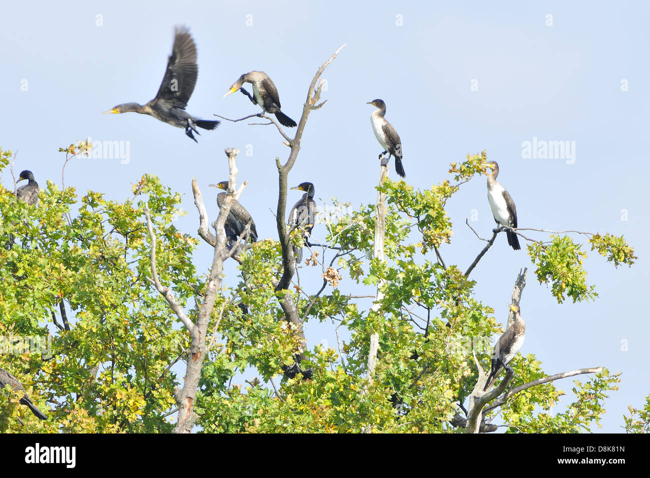 Kormoran sea raven cormorant hi-res stock photography and images - Alamy