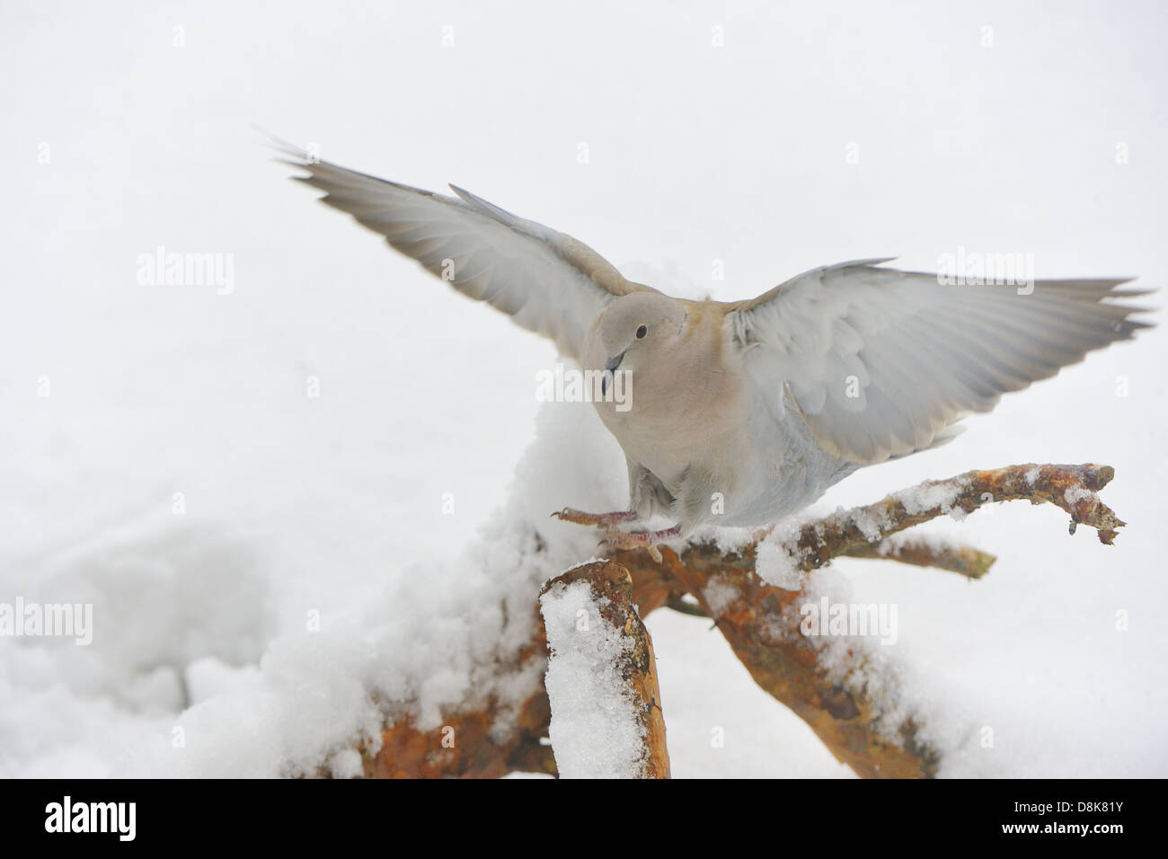 Collared dove snow winter hi-res stock photography and images - Alamy