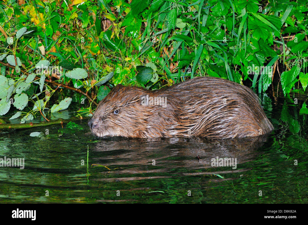 Castoridae hi-res stock photography and images - Alamy