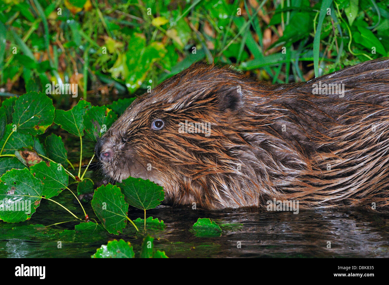 Beaver swims hi-res stock photography and images - Alamy