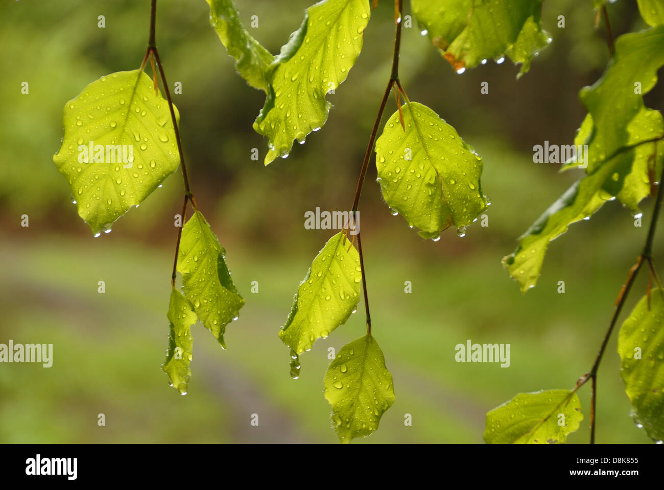 Natuerlichkeit hi-res stock photography and images - Alamy