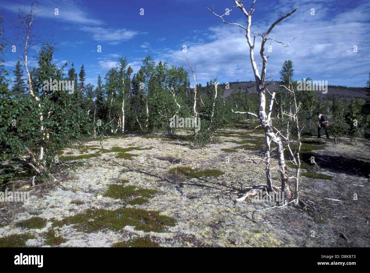 A stunted birch tree growing on a dry site, showing limited growth due ...