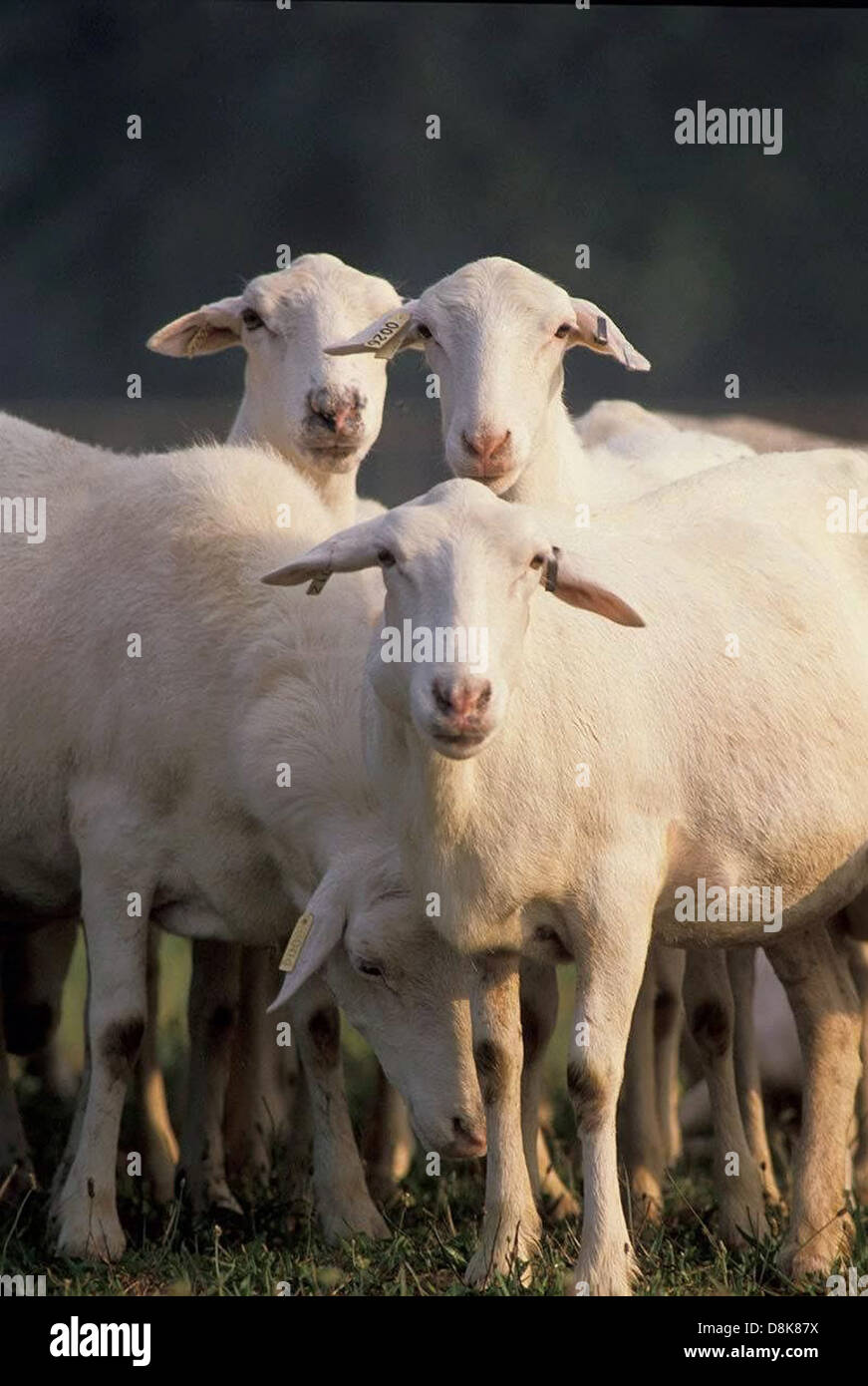 St croix sheep hi-res stock photography and images - Alamy