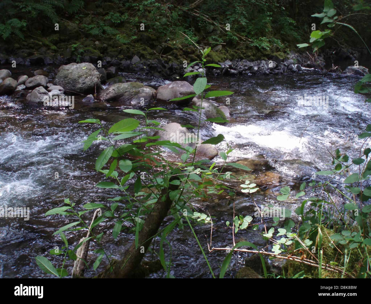 Sweet creek scenics Stock Photo - Alamy