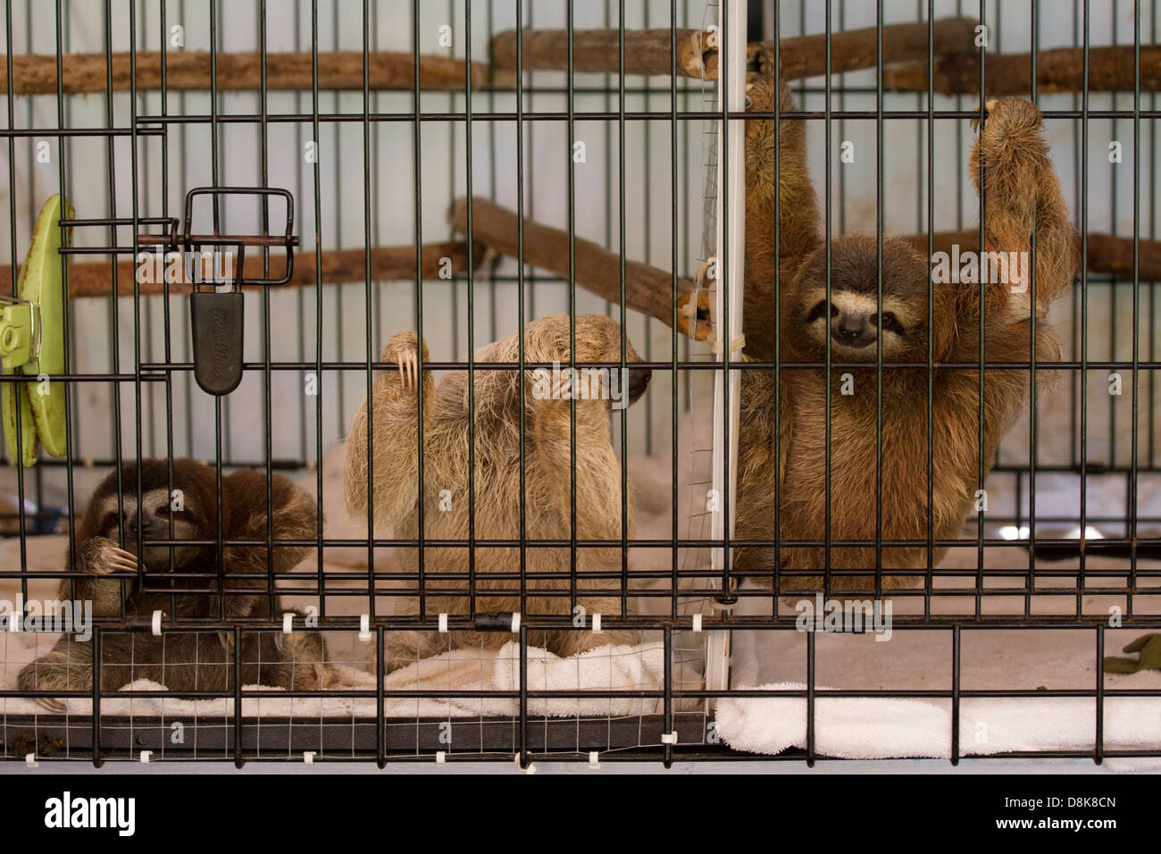Sloth Sanctuary, about 11km north of Cahuita, Costa Rica Stock Photo ...