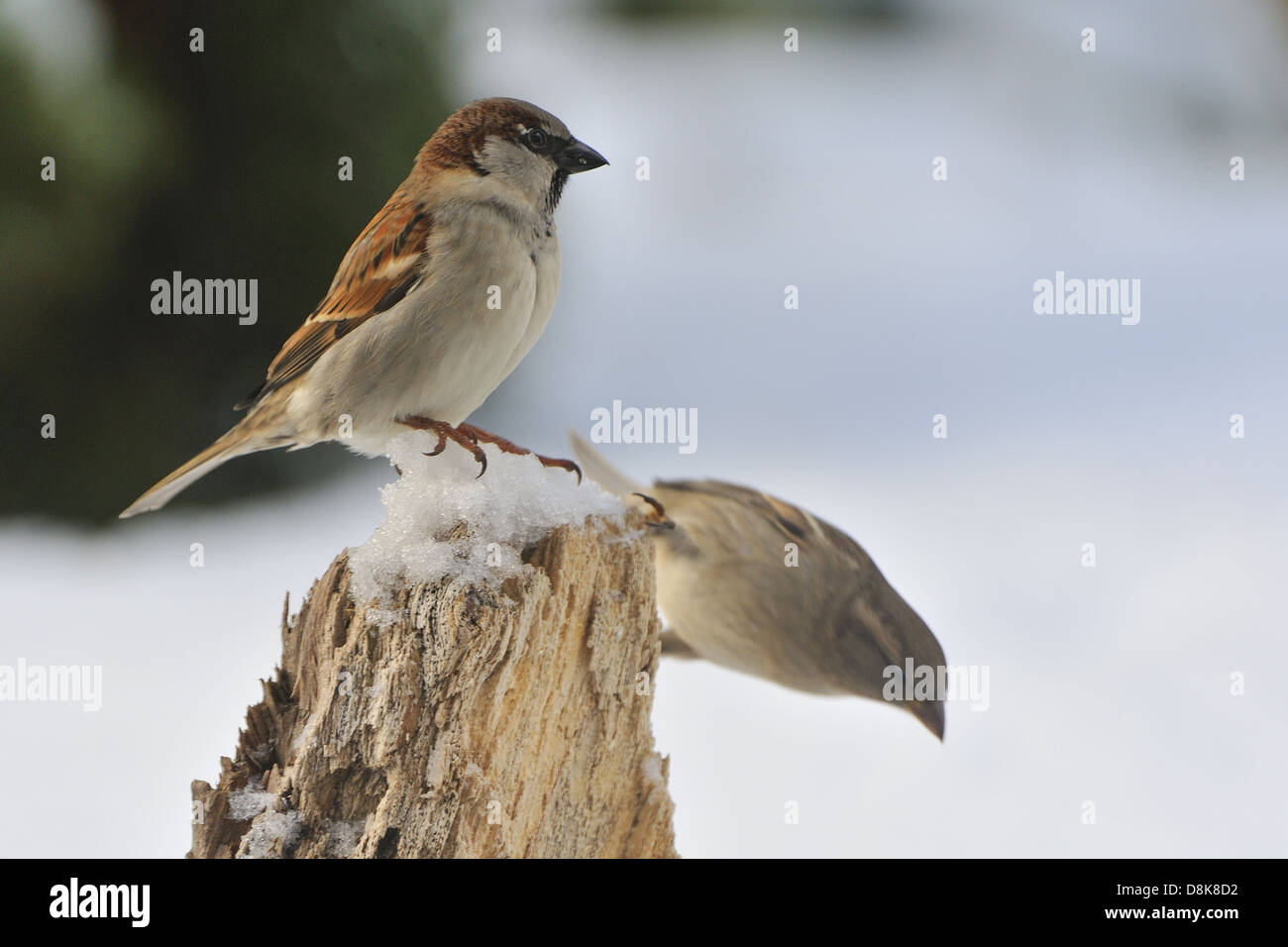 Tree sparrow rest hi-res stock photography and images - Alamy
