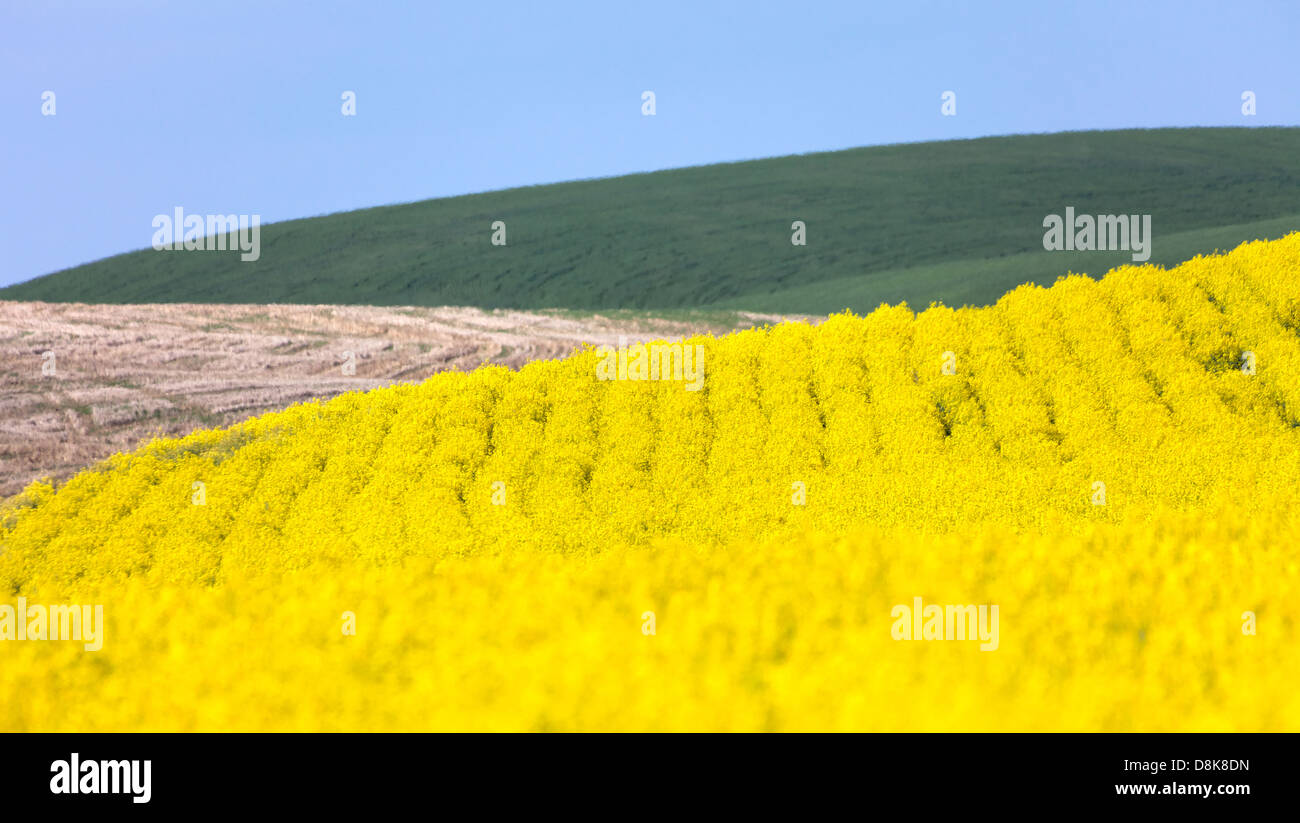 Yellow Canola Flower and blue sky in Palouse Washington State Stock ...