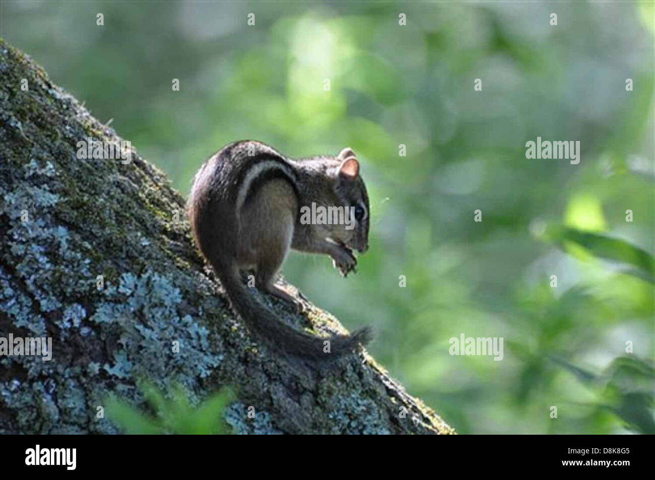 A close-up of a Tamias striatus chipmunk, commonly known as the Eastern ...