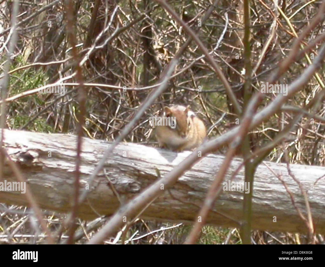 A Tamias striatus, commonly known as the eastern chipmunk, forages in ...