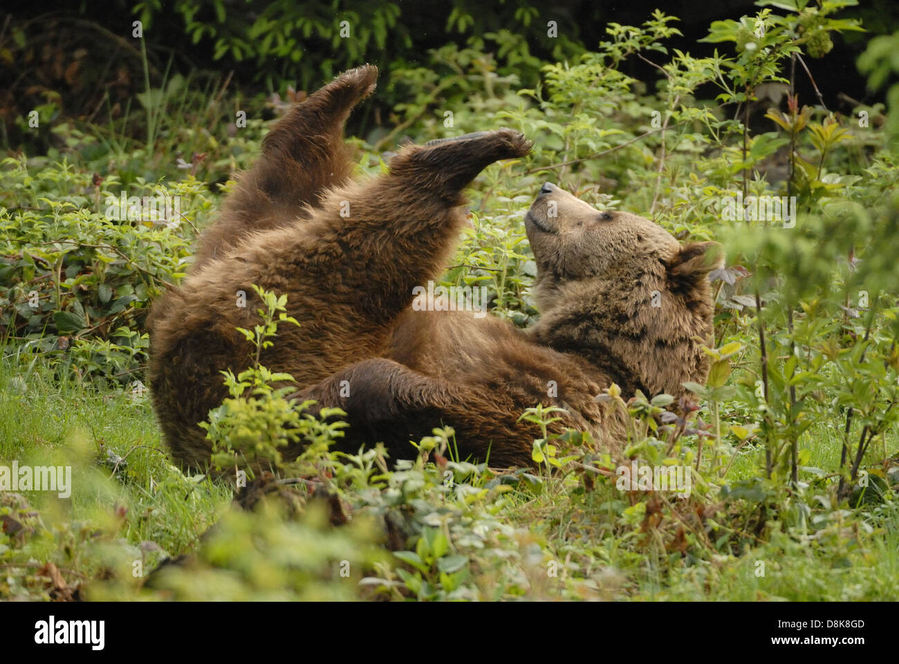 European brown baer Stock Photo - Alamy